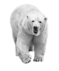 Ice Fuzzy Karlsruhe - Partner bei Eiswürfel Crushed Ice und Kühlanhänger